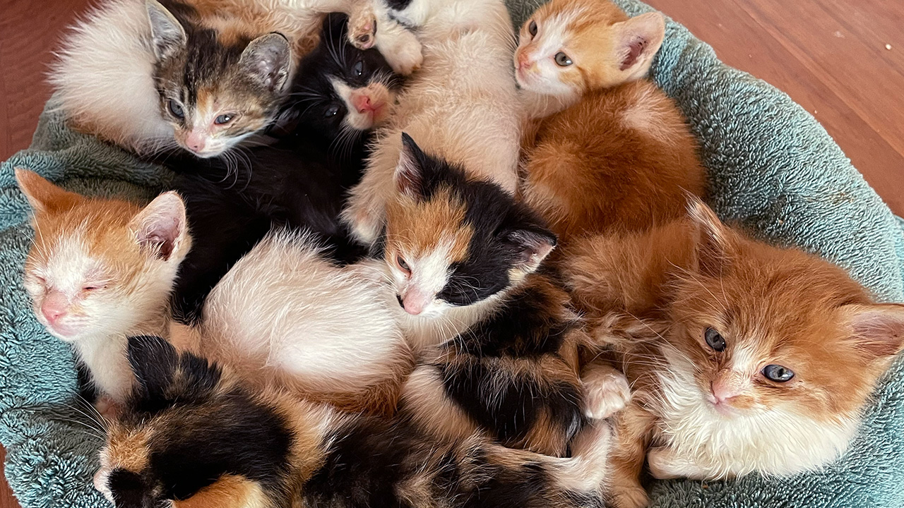 How CUTE Are These Guys? (We Rescued NINE Kittens) – MAKE. DO. GROW.