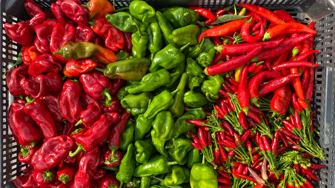 Harvesting Chillies and Making Spicy Sauces – Sriracha, Sweet Chilli ...